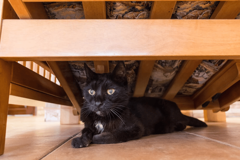 Tips To Stop Your New Cat From Hiding tips-to-stop-your-new-cat-from-hiding